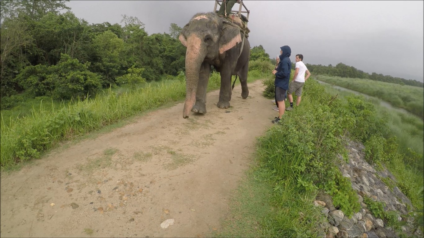 Elephant – University of Edinburgh Go Abroad